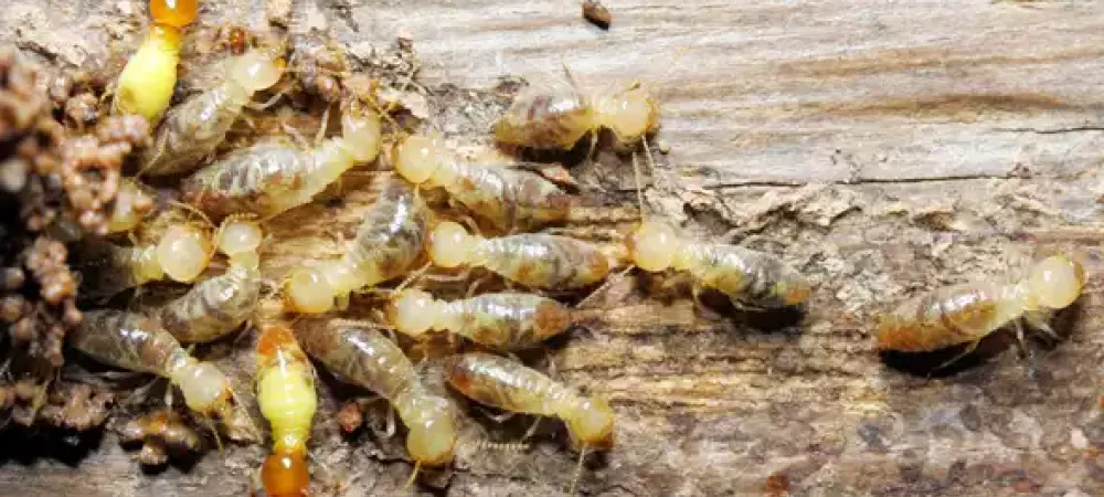 What Do Termite Bites Look Like? | Rudy's Exterminating Company, Inc.